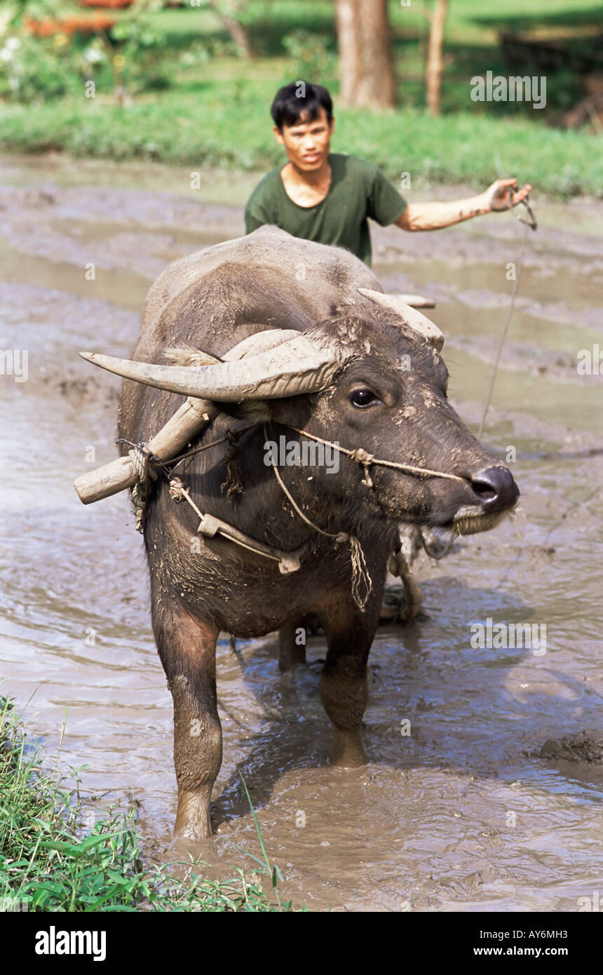 Chiang mai water buffalo hi-res stock photography and images - Alamy