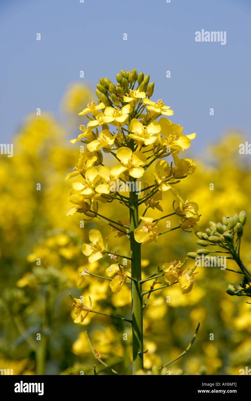 Oil Seed Rape Plant close-up Stock Photo - Alamy