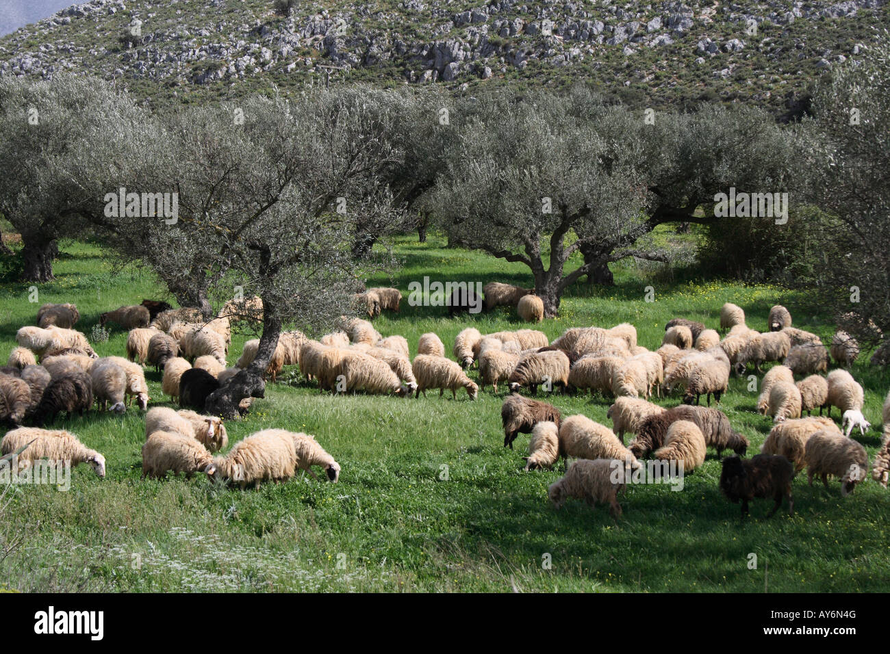 Olive tree sheep hi-res stock photography and images - Alamy