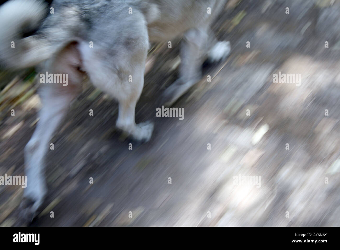 dog running on path Stock Photo - Alamy