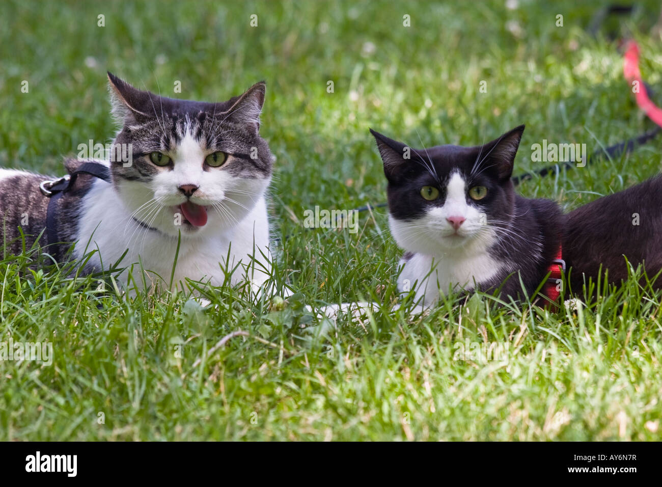 Two cats outdoors on a walk both on a leash Stock Photo - Alamy