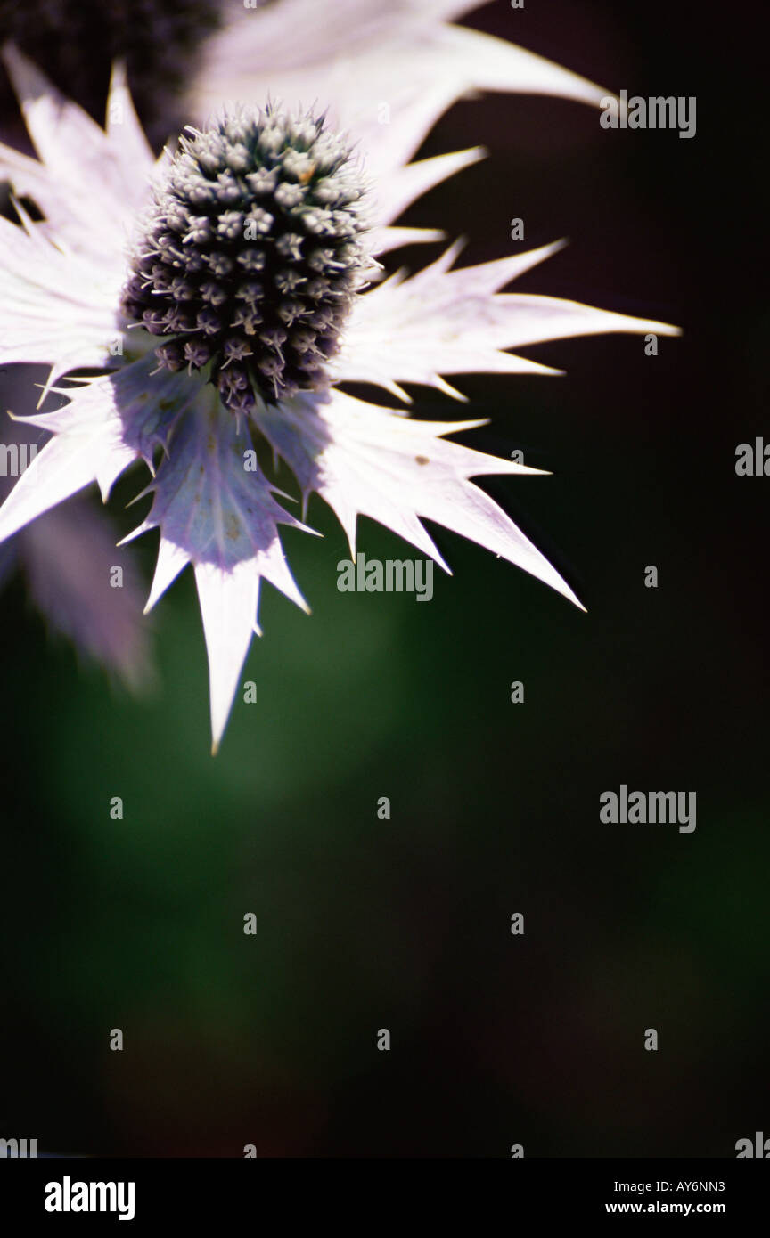 English thistle hi-res stock photography and images - Alamy