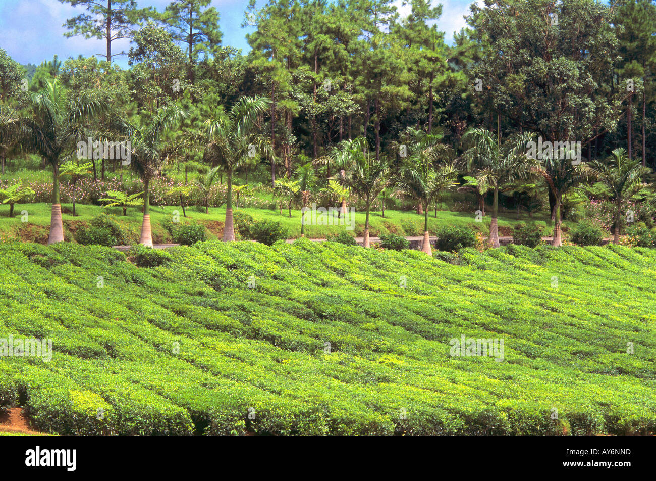 Tea route mauritius hi-res stock photography and images - Alamy