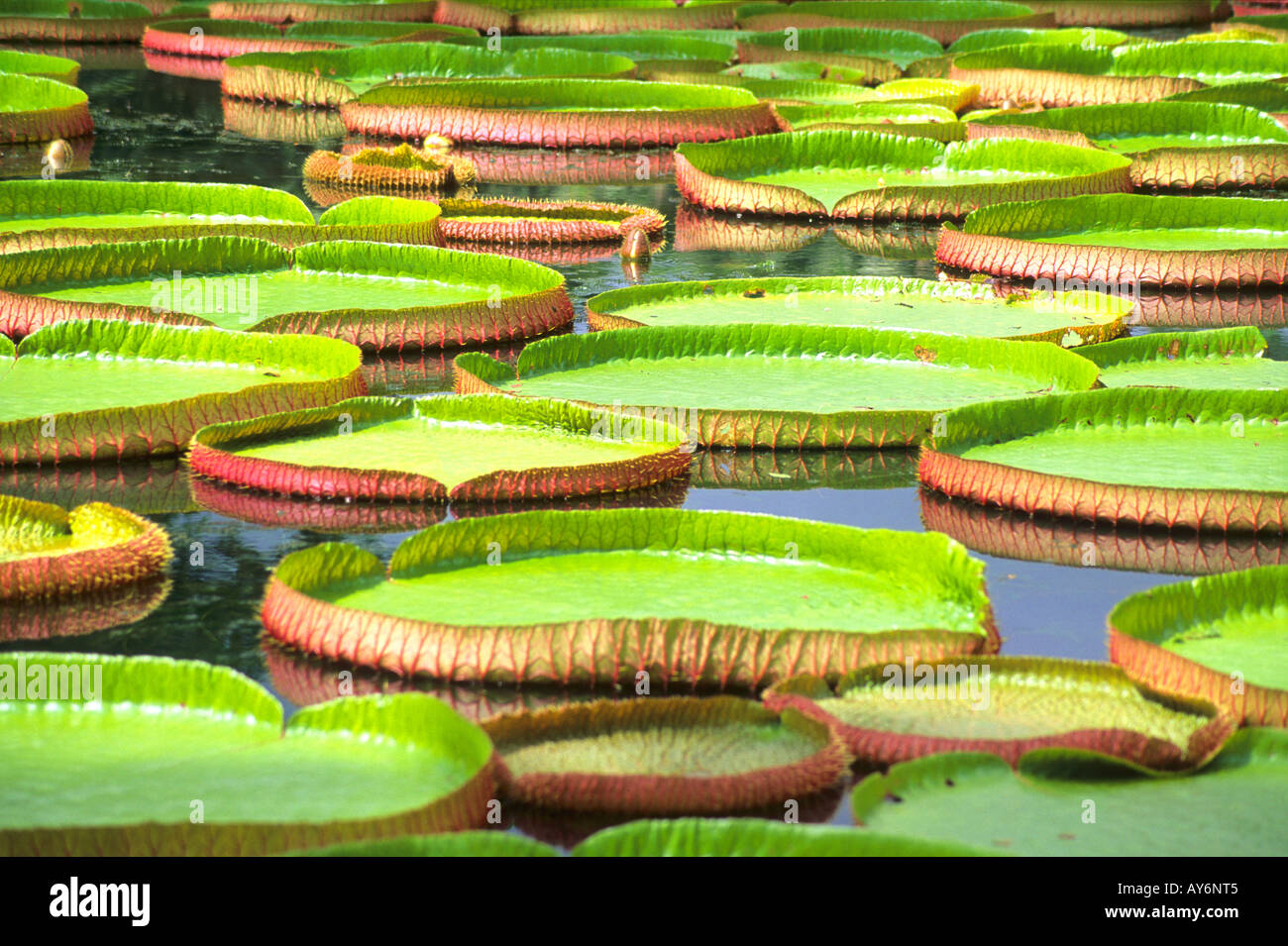 Pamplemousses District High Resolution Stock Photography and Images - Alamy