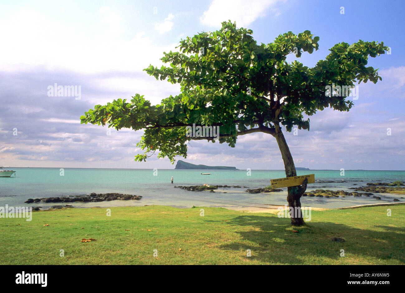 North-East Region, Cap Malheureux, seashore, tree Stock Photo - Alamy