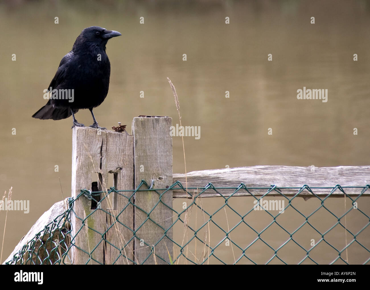 crow sitting on fence infront of river Stock Photo - Alamy