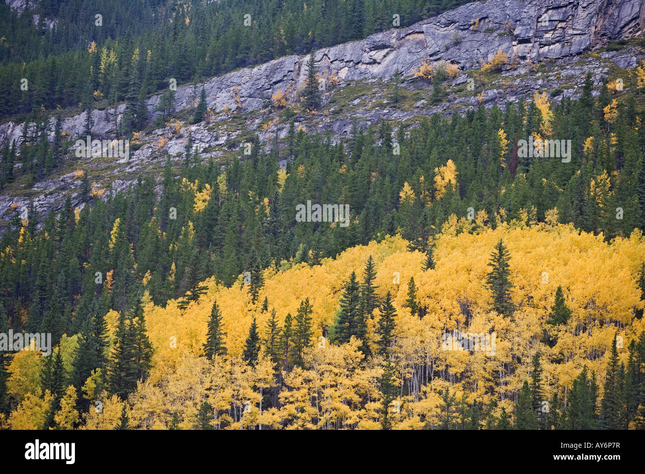 Fall Color, Jasper National Park, Alberta, Canada Stock Photo - Alamy