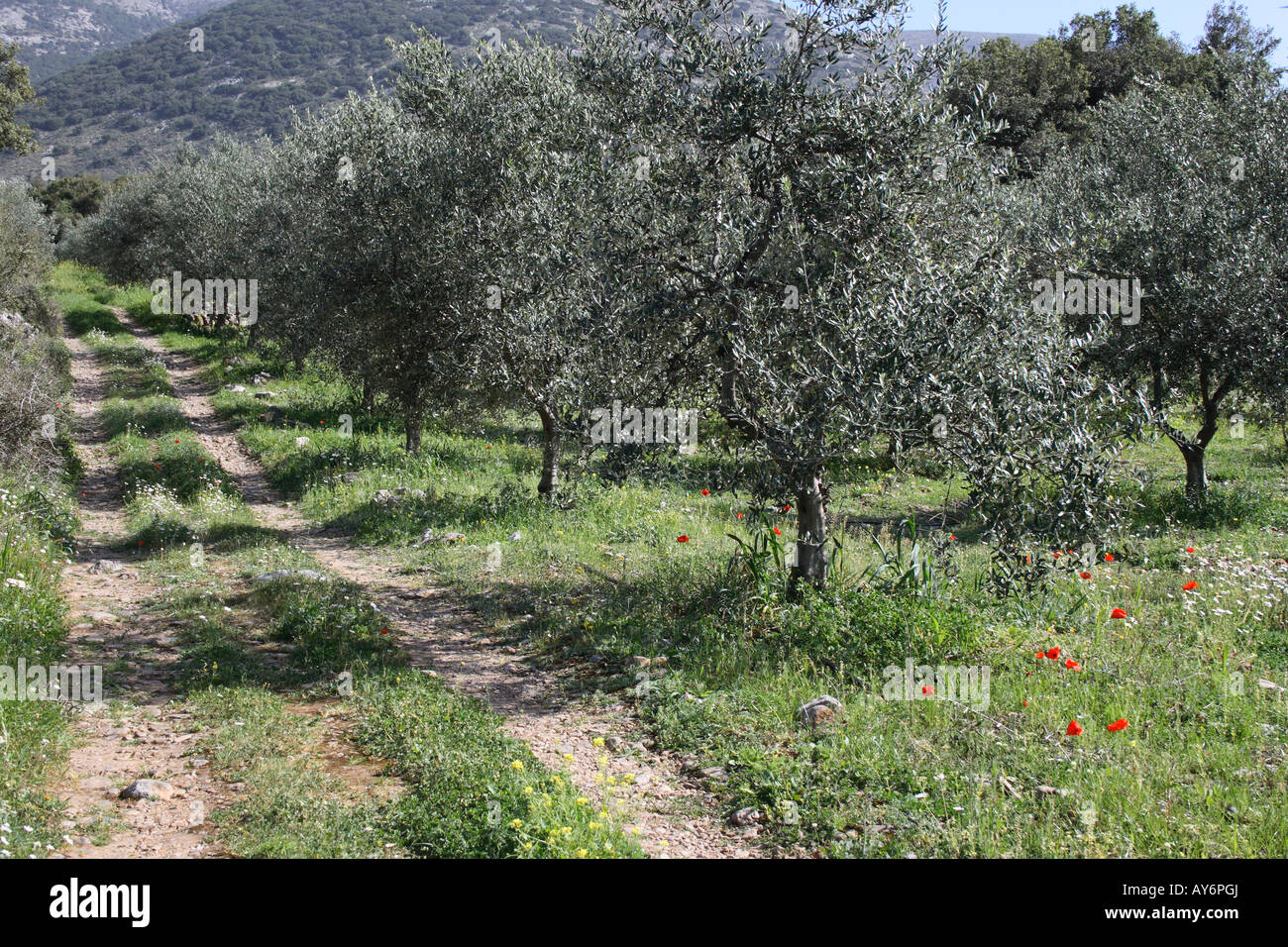 car tracks in field with olive trees (Oleaceae) on Crete Island, Greece ...