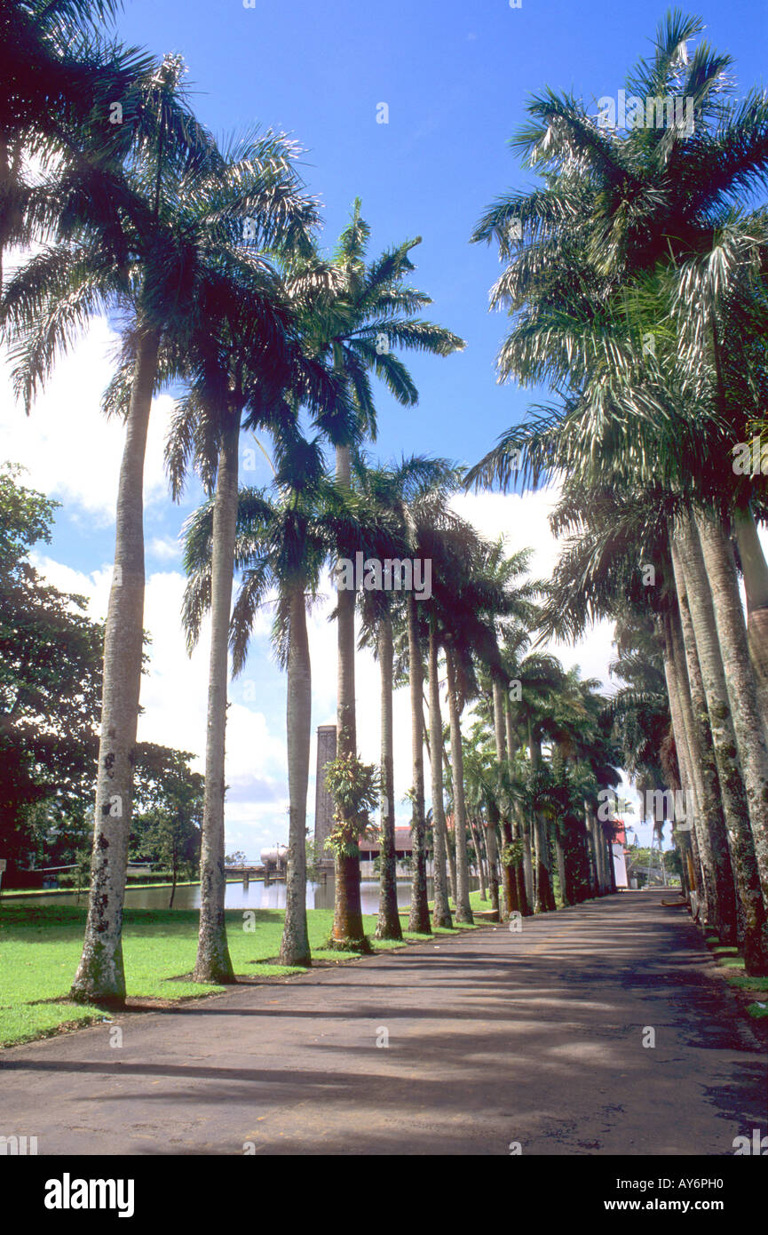 Mauritius the route of the tea Bois Chéri Tea plantation Tea harvester ...