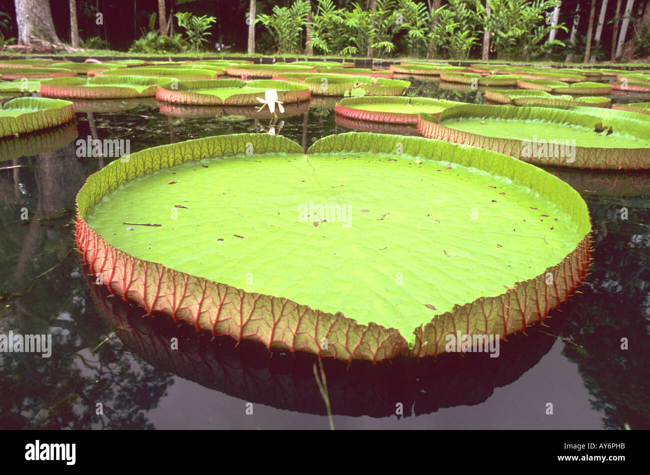 Pamplemousses District High Resolution Stock Photography and Images - Alamy