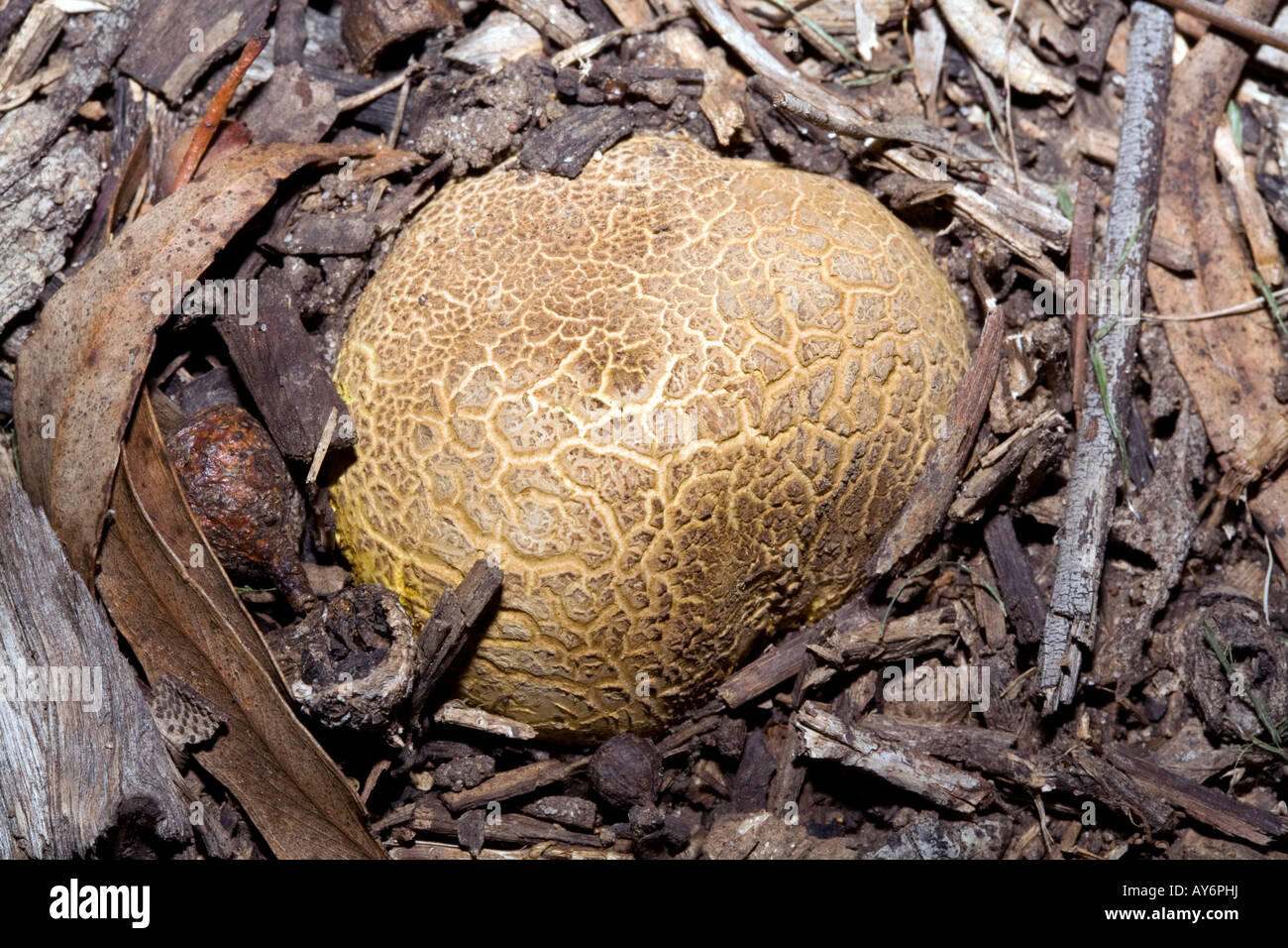 Common Earthball-Scleroderma citrinum-Family Sclerodermataceae Stock ...