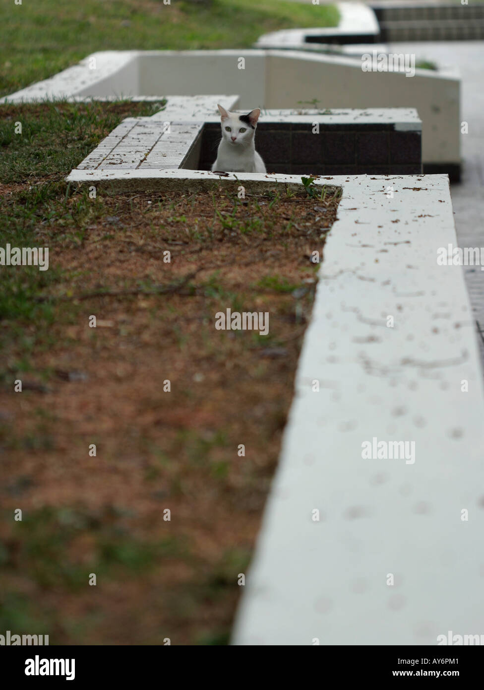 Cat in the distance near wall Stock Photo - Alamy