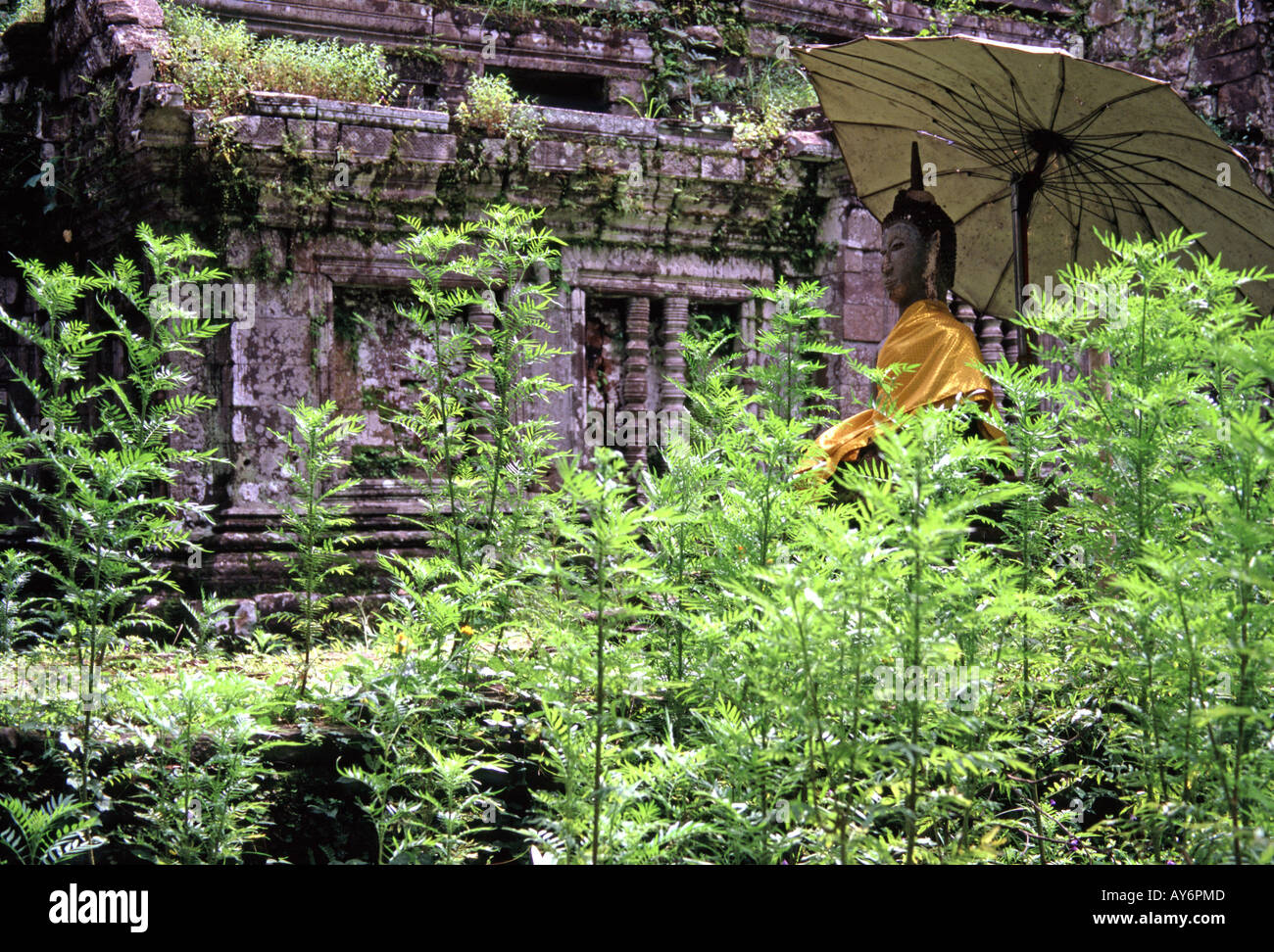 Buddha statue standing among overgrown plants by the ruined temple at ...