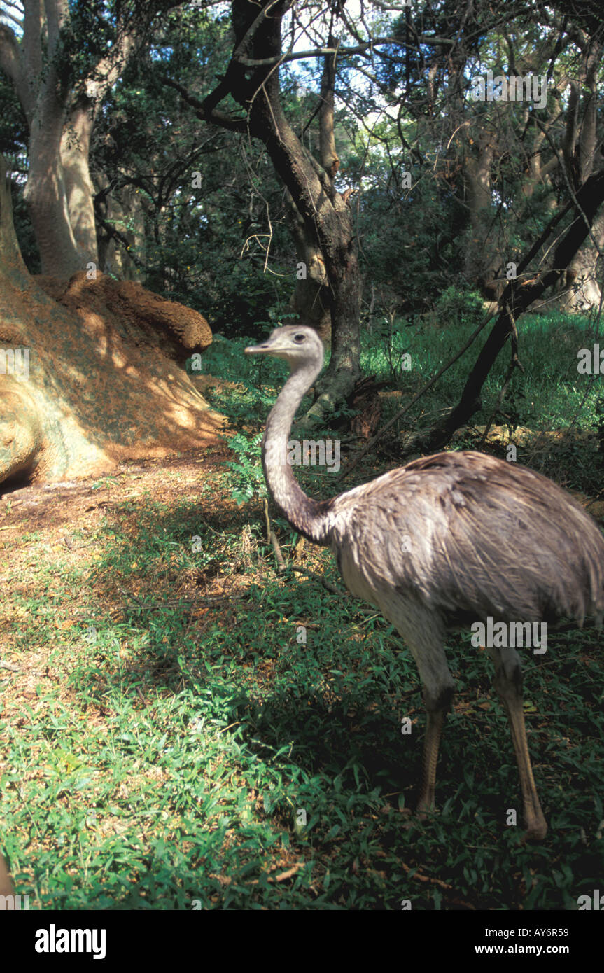 National bird of uruguay hi-res stock photography and images - Alamy