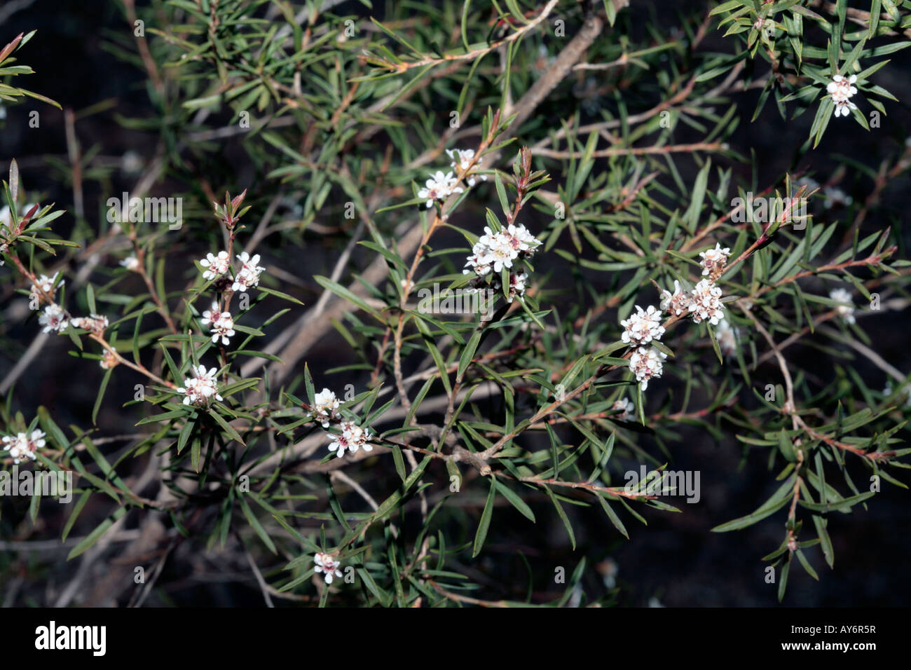 Agonis linearifolia hi-res stock photography and images - Alamy
