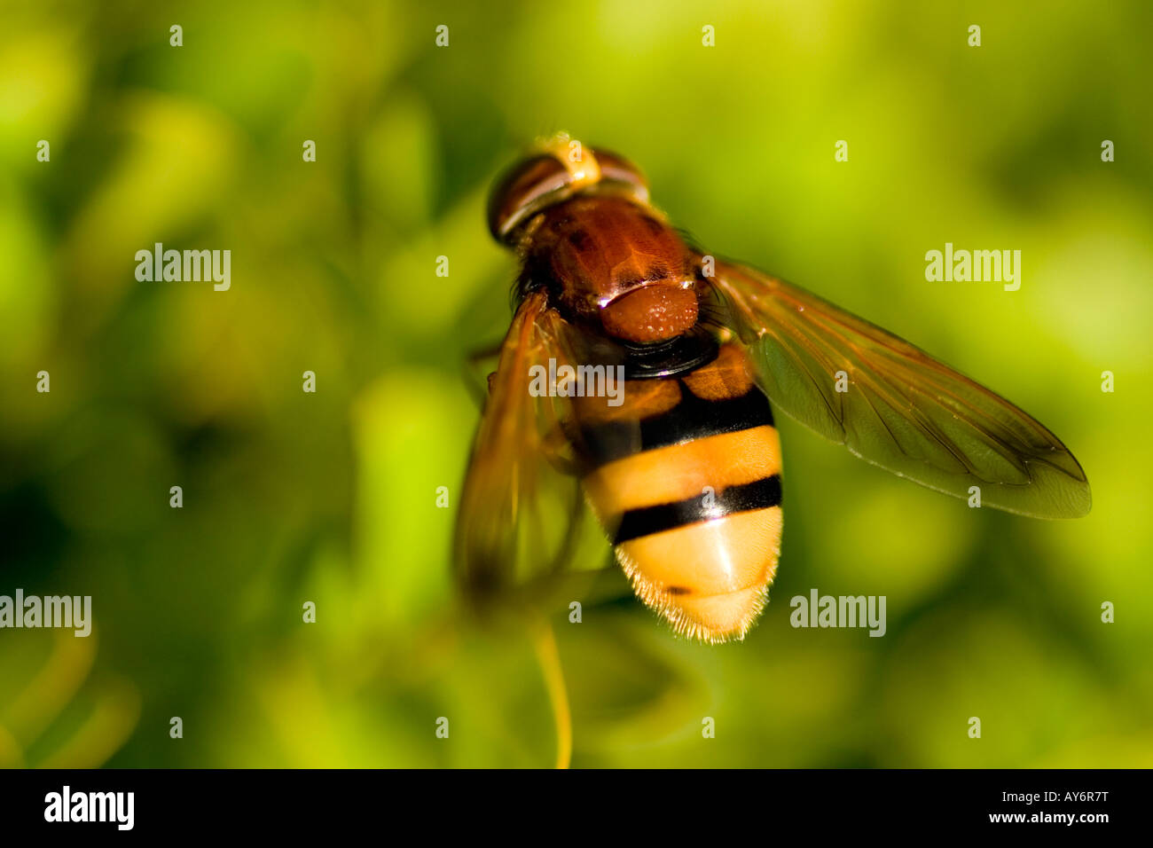 Hoverfly, Volucella zonaria Stock Photo - Alamy