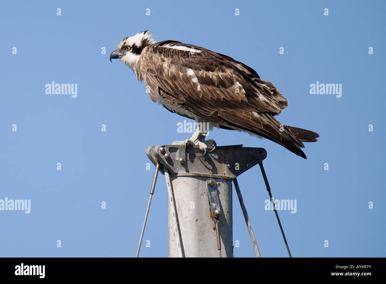 Top of mast hi-res stock photography and images - Alamy