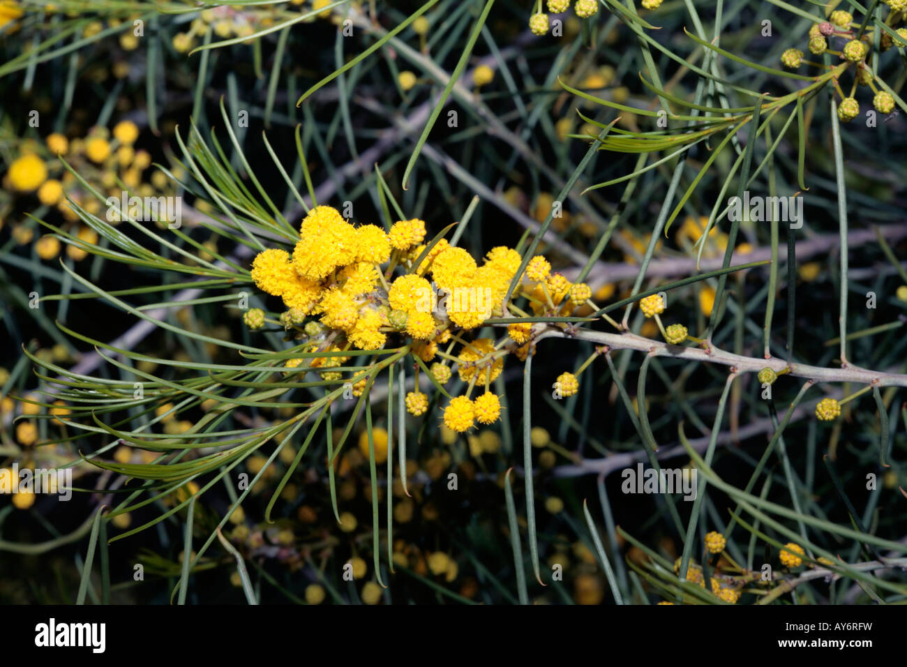 Wallowa-Acacia calamnifolia-Family Mimosaceae Stock Photo - Alamy