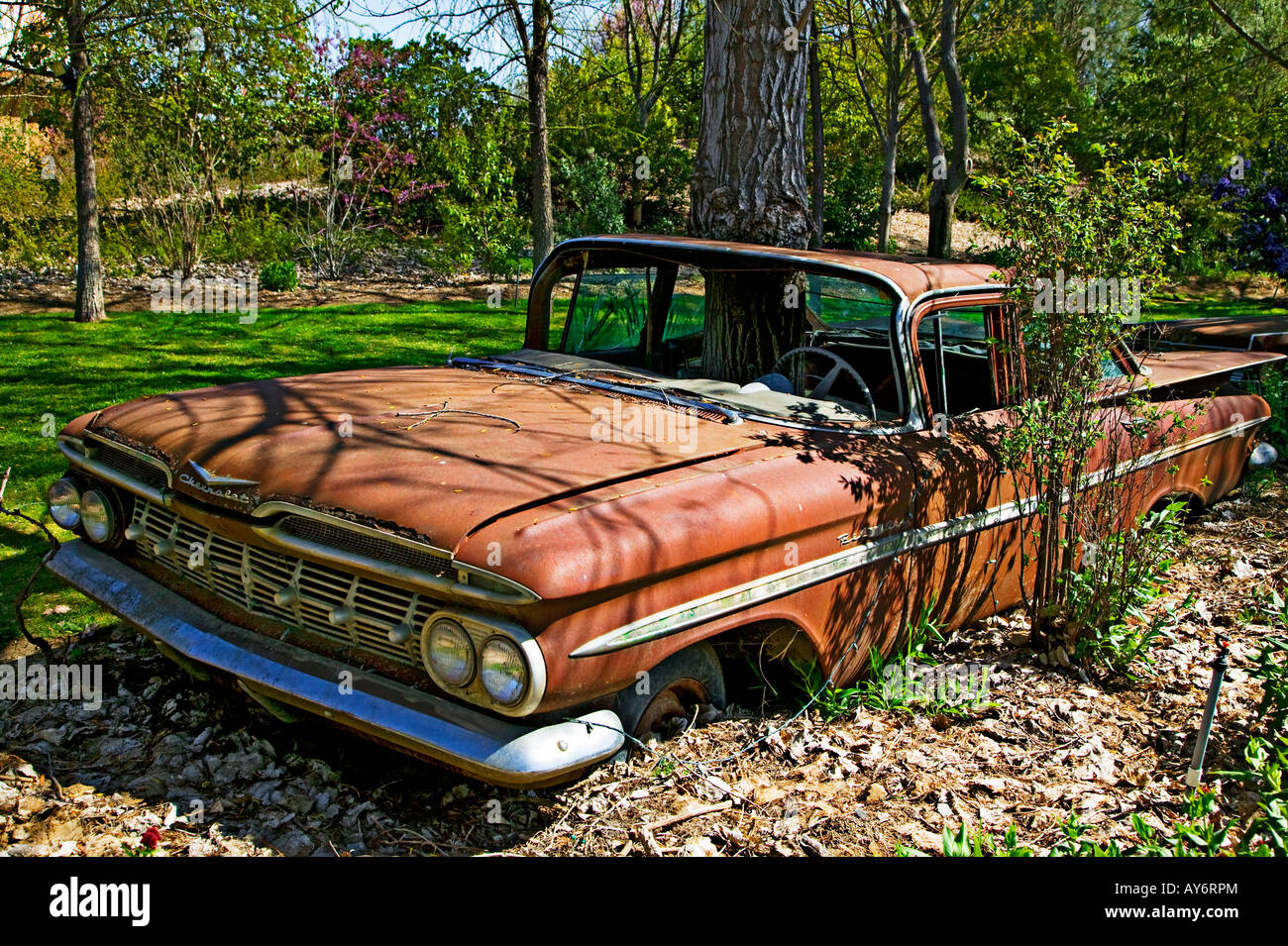 Tree growing up through a car Stock Photo - Alamy