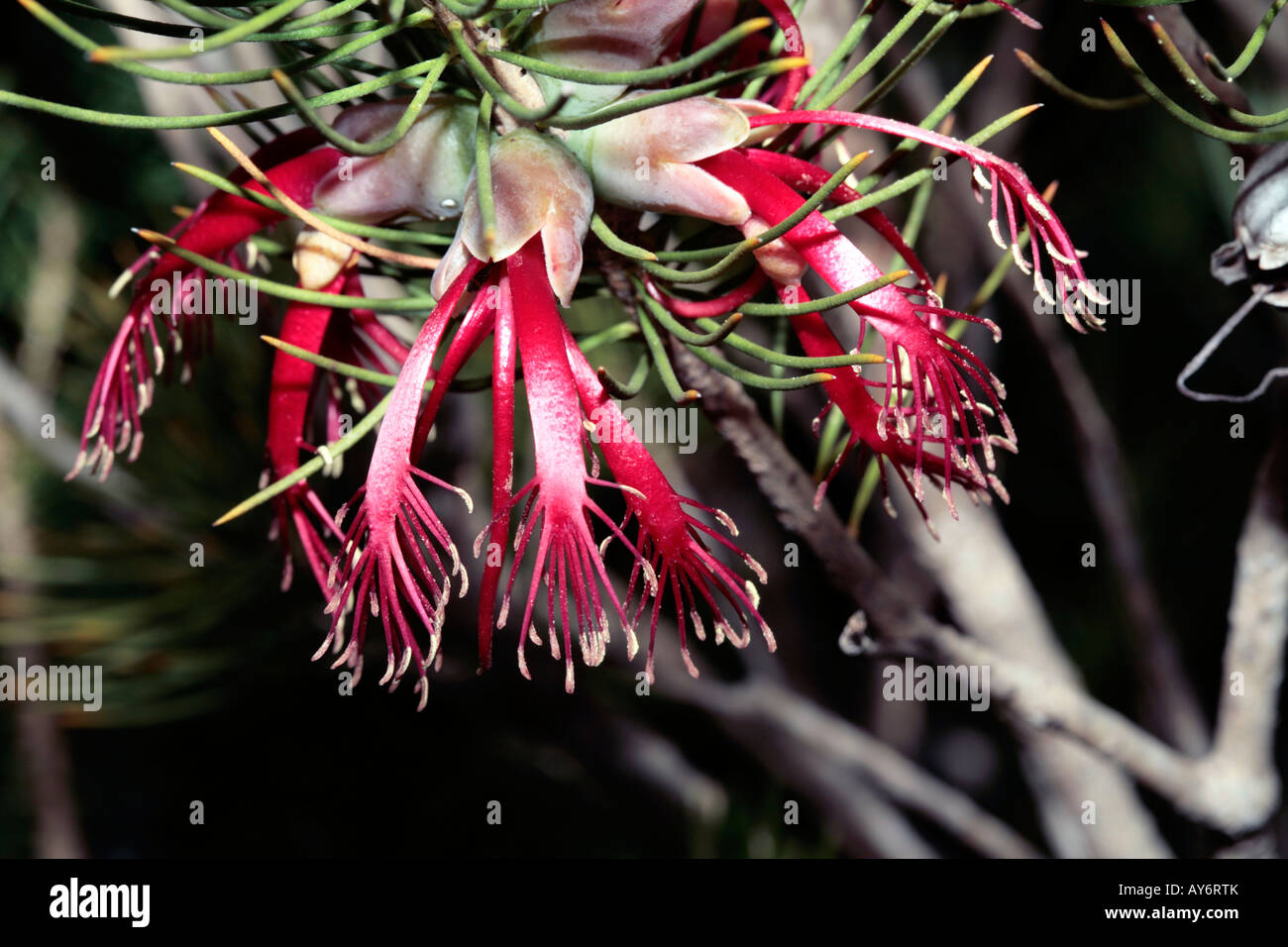 Calothamnus validus hi-res stock photography and images - Alamy
