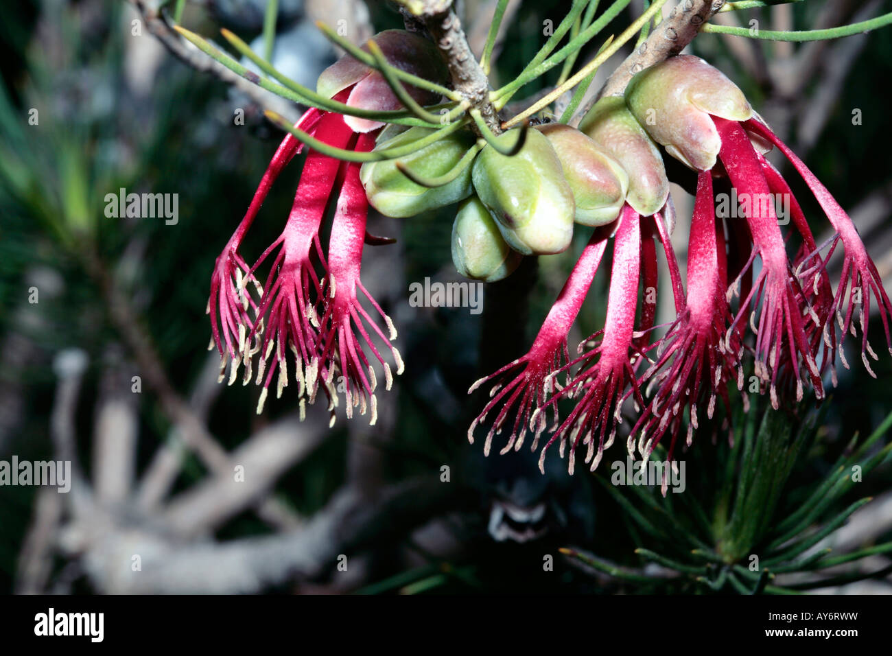 Barrens Clawflower/Netbush-Calothamnus validus- Family Myrtaceae Stock ...