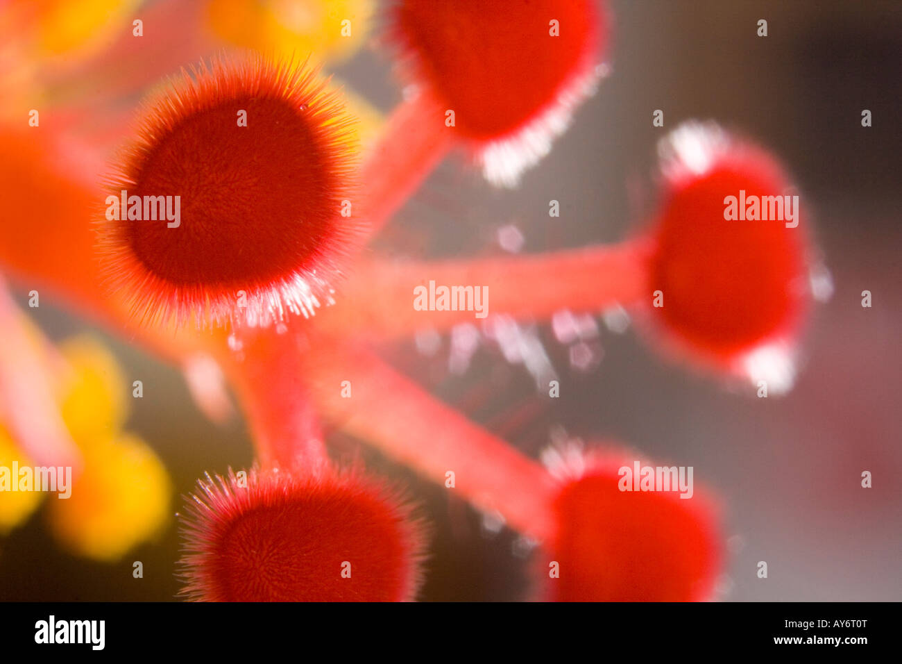 Hibiscus cooperi hi-res stock photography and images - Alamy