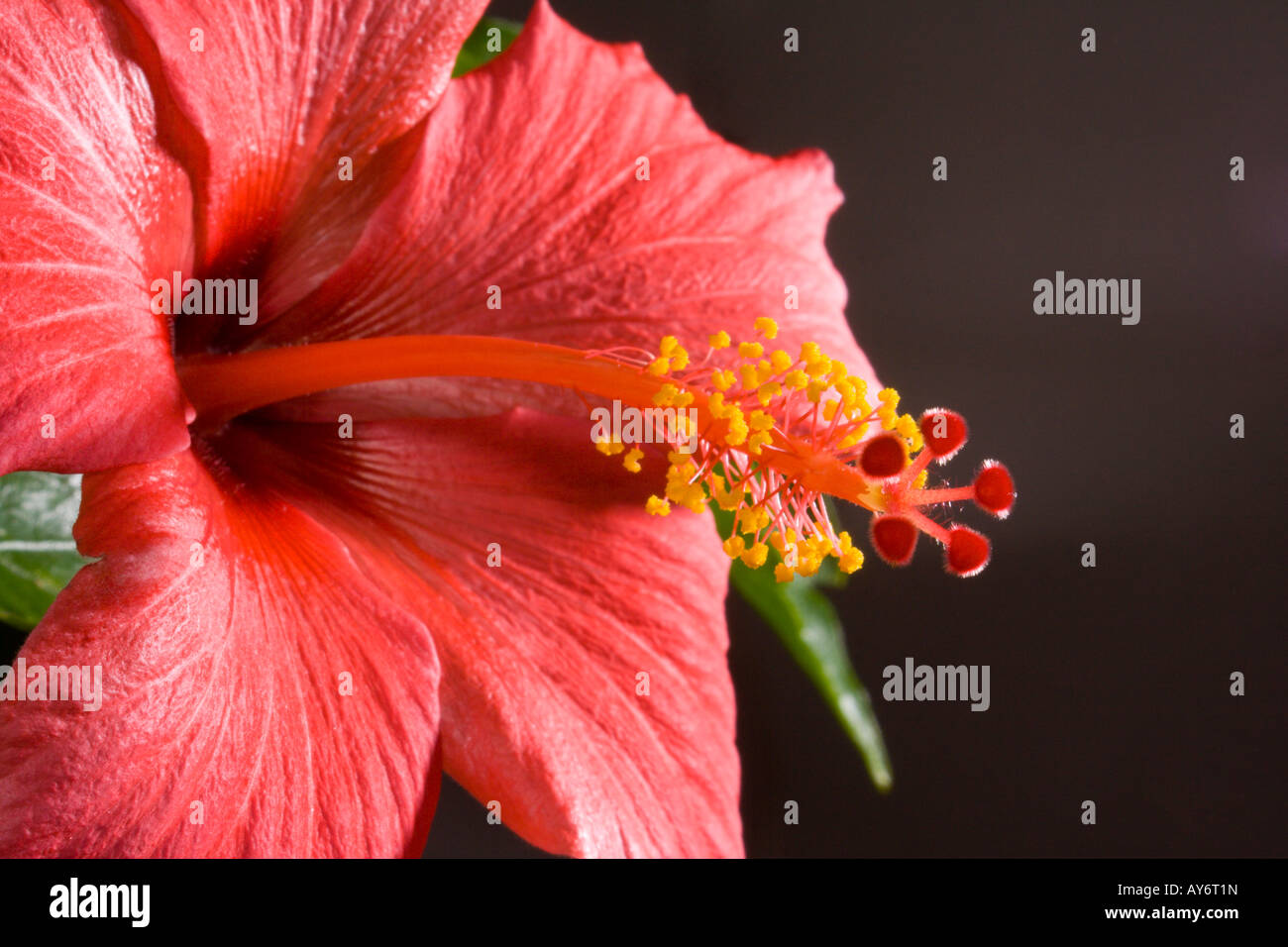 malvaceae hibiscus rosa sinensi close up detail pollen stamen Stock ...