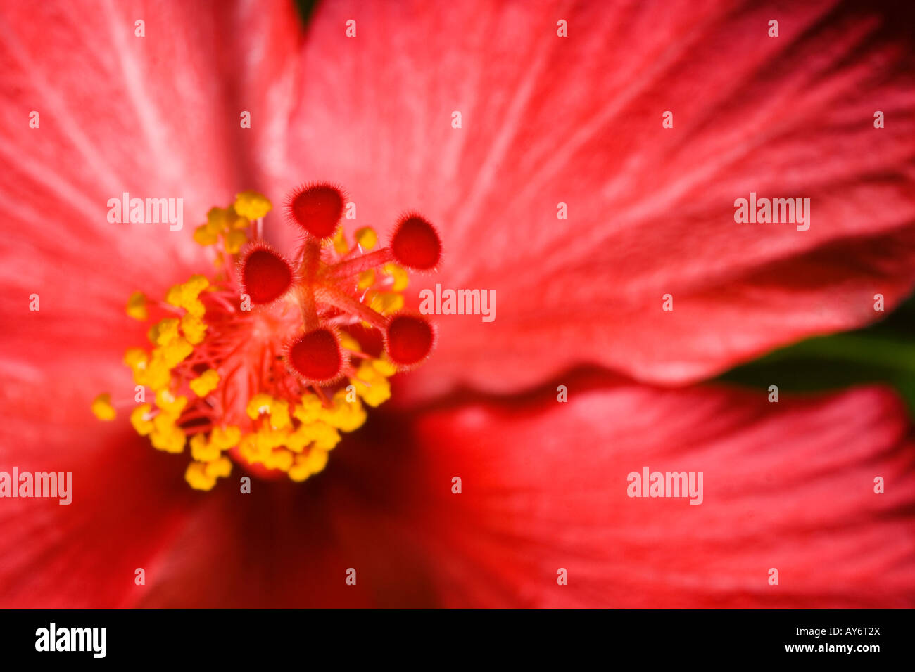 malvaceae hibiscus rosa sinensi close up detail pollen stamen Stock ...