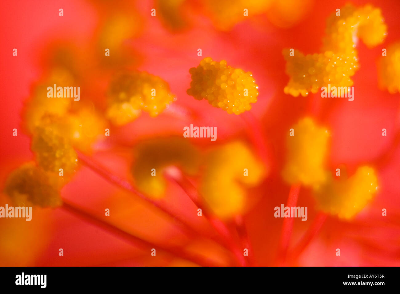 malvaceae hibiscus rosa sinensi close up detail pollen stamen Stock ...