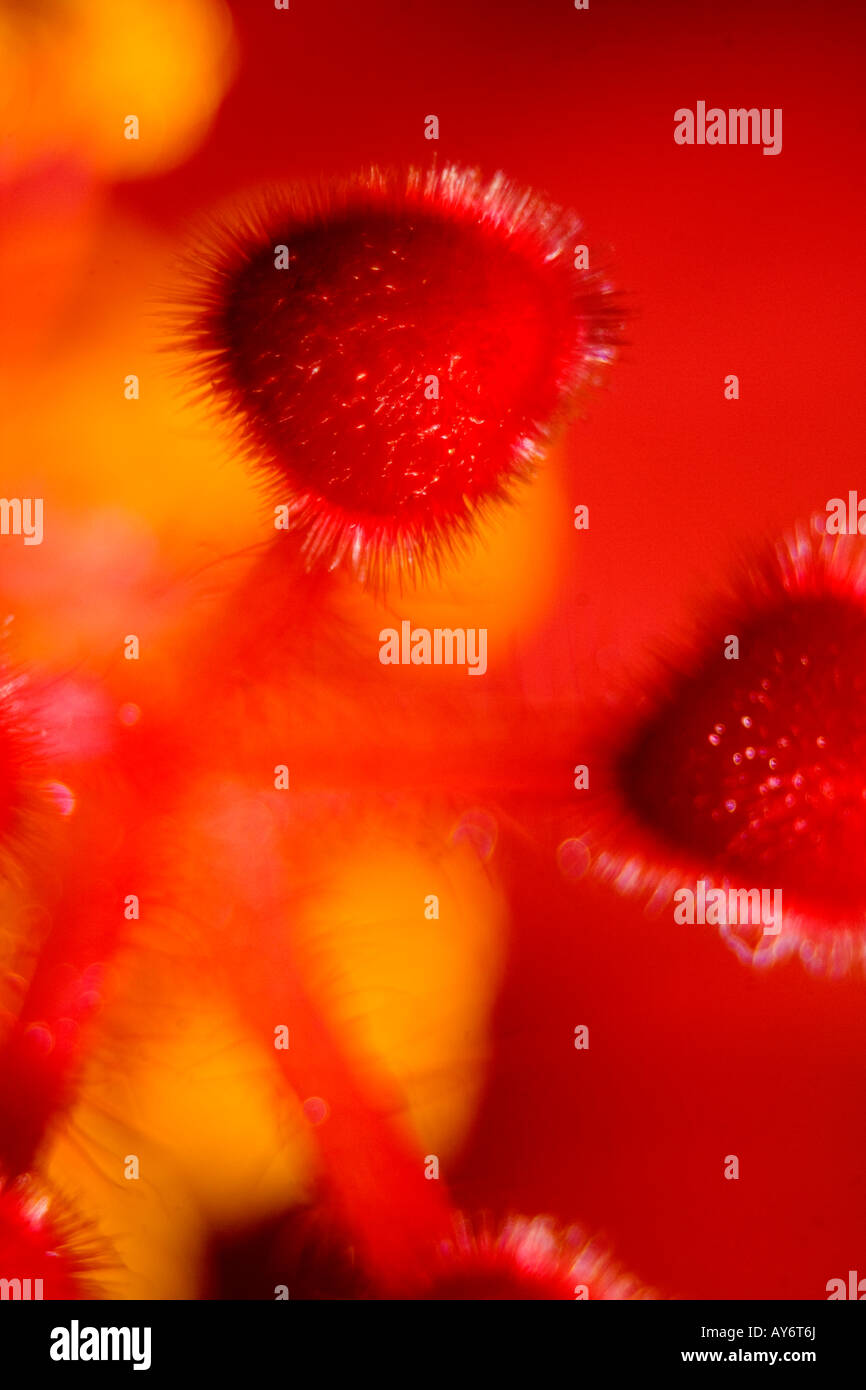 malvaceae hibiscus rosa sinensi close up detail pollen stamen Stock ...