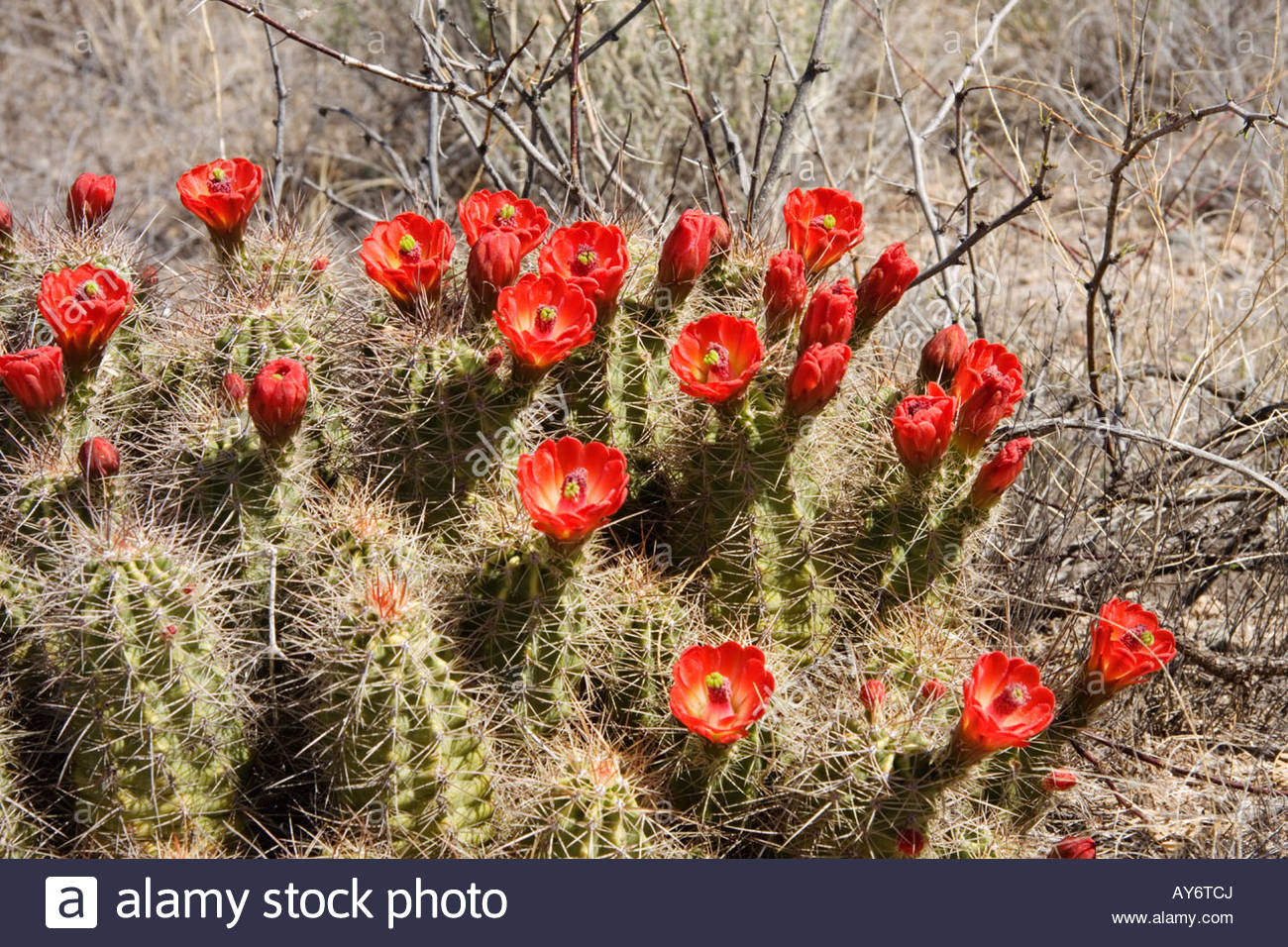 Cacti Echinocereus High Resolution Stock Photography and Images - Alamy