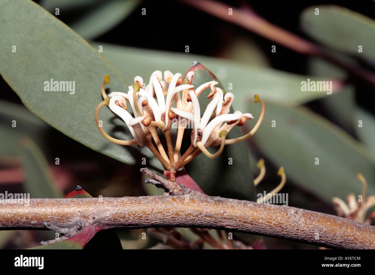 Hakea shrub shrub flower flower proteaceae proteaceae hi-res stock ...