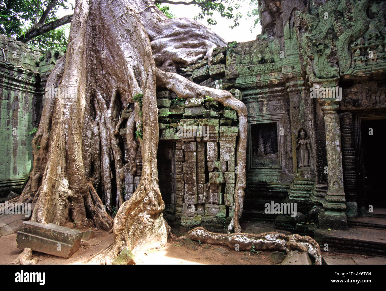 Tree roots growing on temple angkor wat hi-res stock photography and ...
