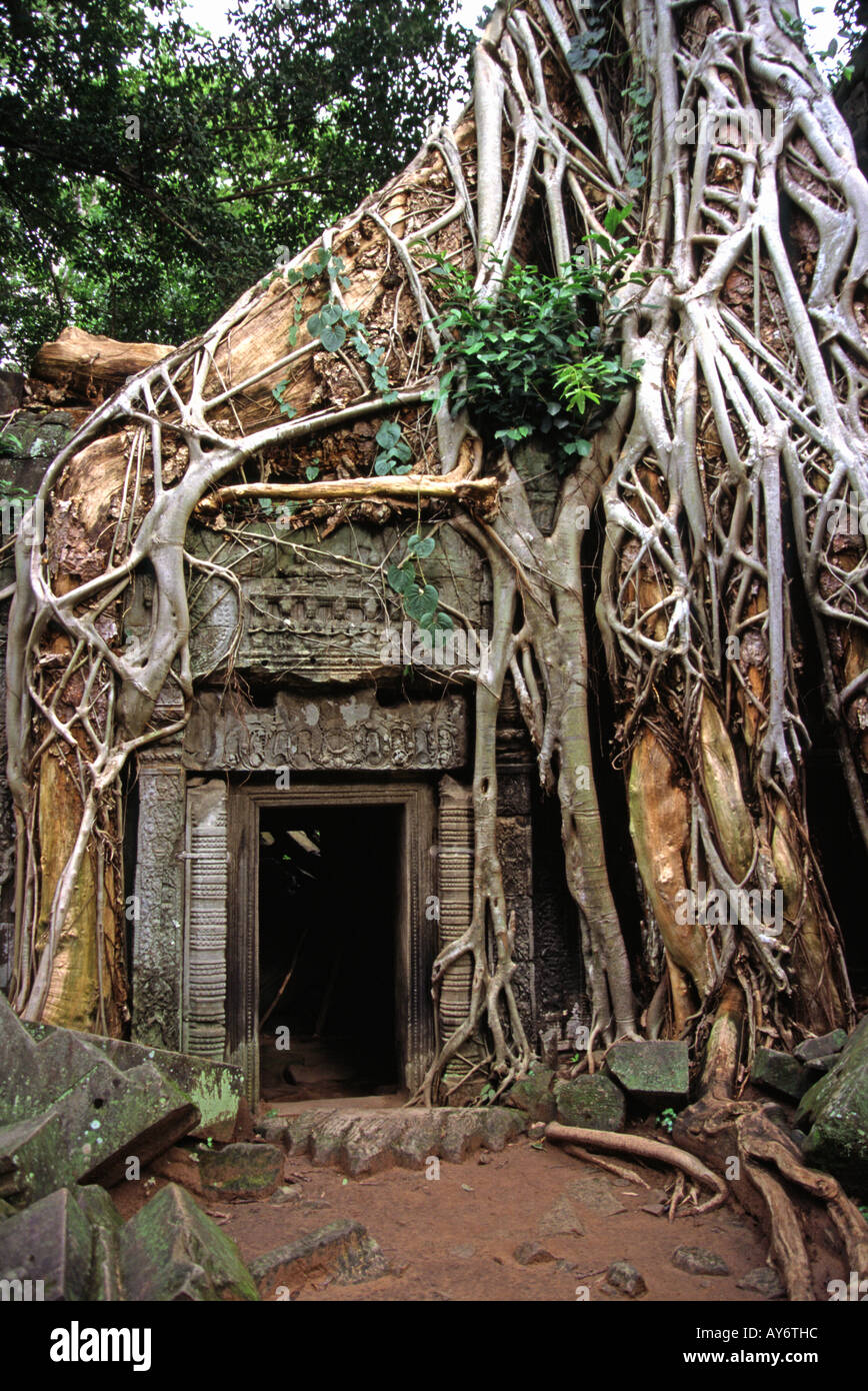 Ficus Strangulosa tree growing over a doorway in the ancient ruins of ...