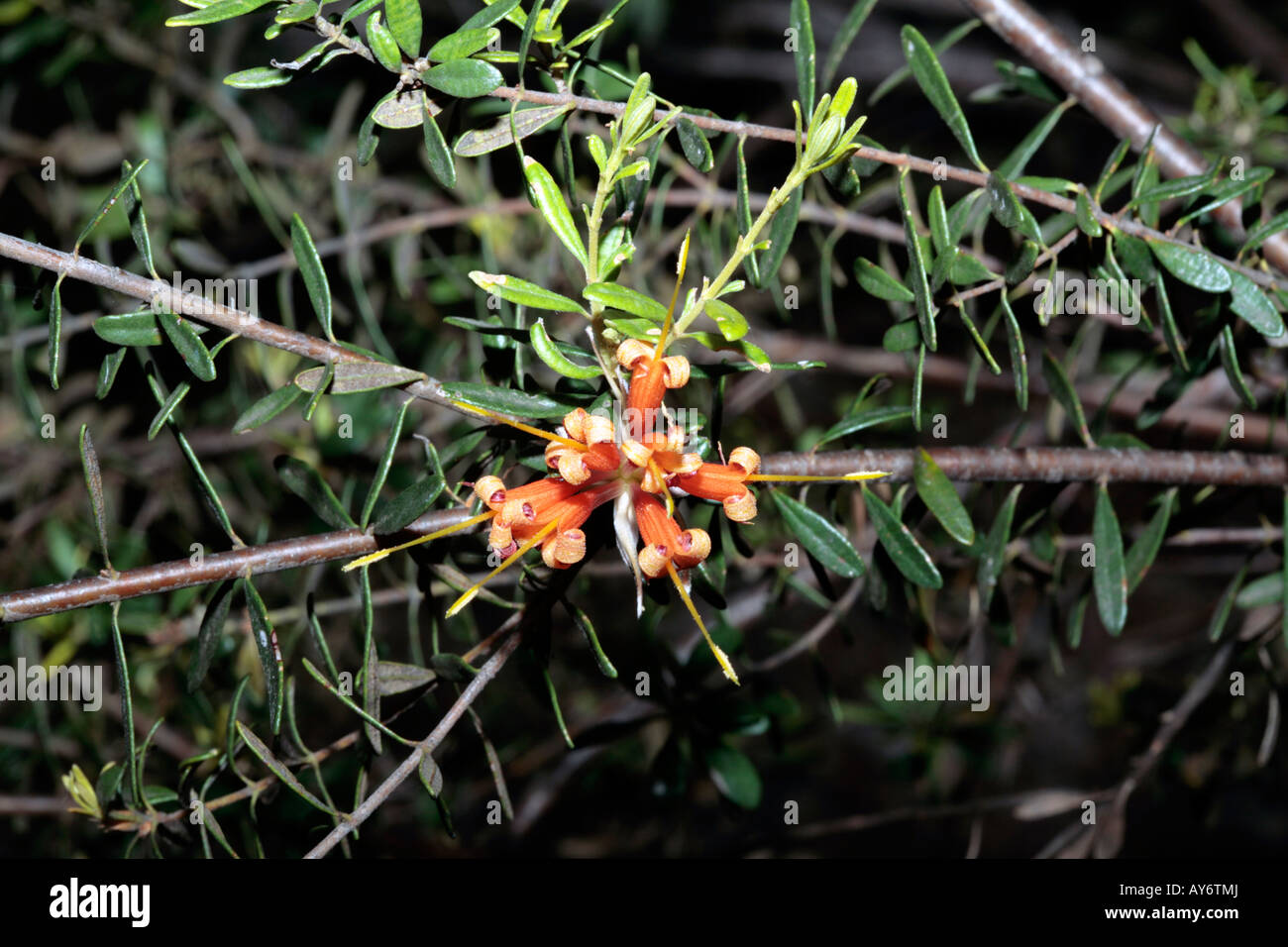 Chittick-Lambertia inermis-Family Proteaceae Stock Photo - Alamy