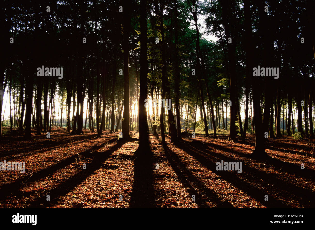 Sun streaming through forest and trees Stock Photo - Alamy