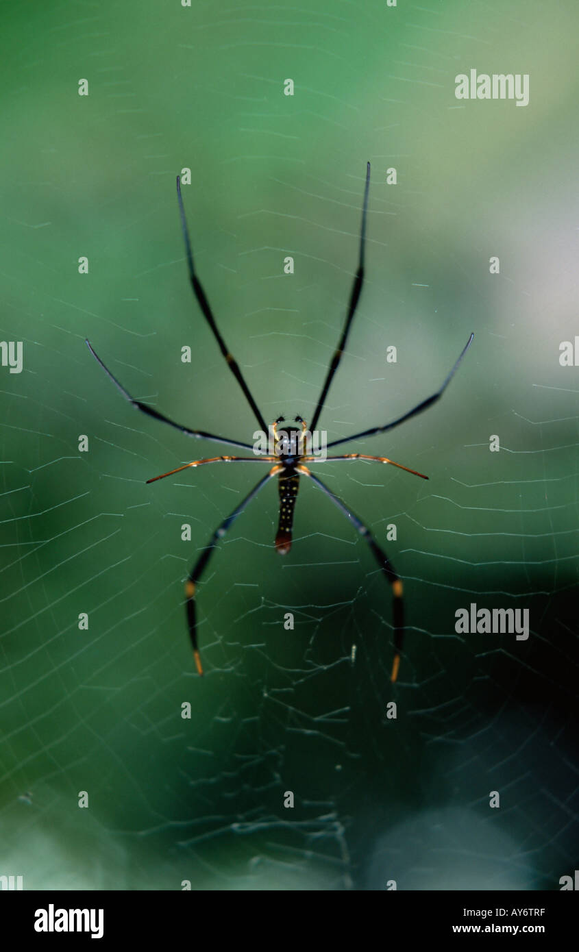 Spider long legs sitting hi-res stock photography and images - Alamy