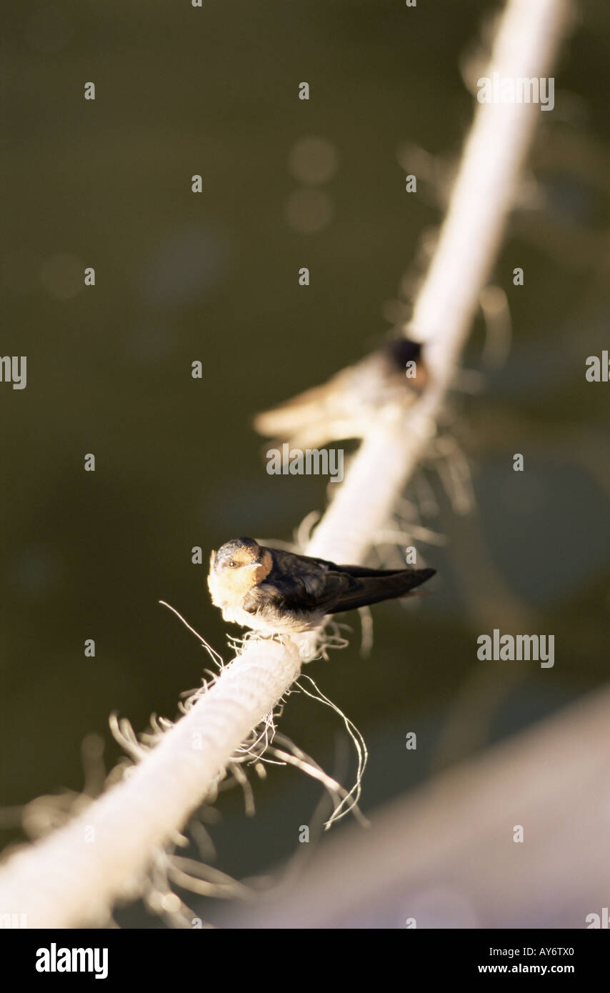 View birds resting over bird hi-res stock photography and images - Alamy