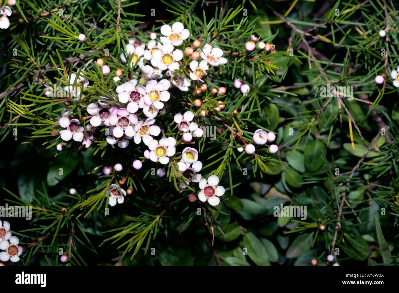 Family myrtaceae hi-res stock photography and images - Alamy