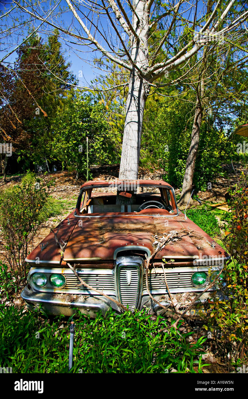 Old car with tree growing out of it Stock Photo - Alamy