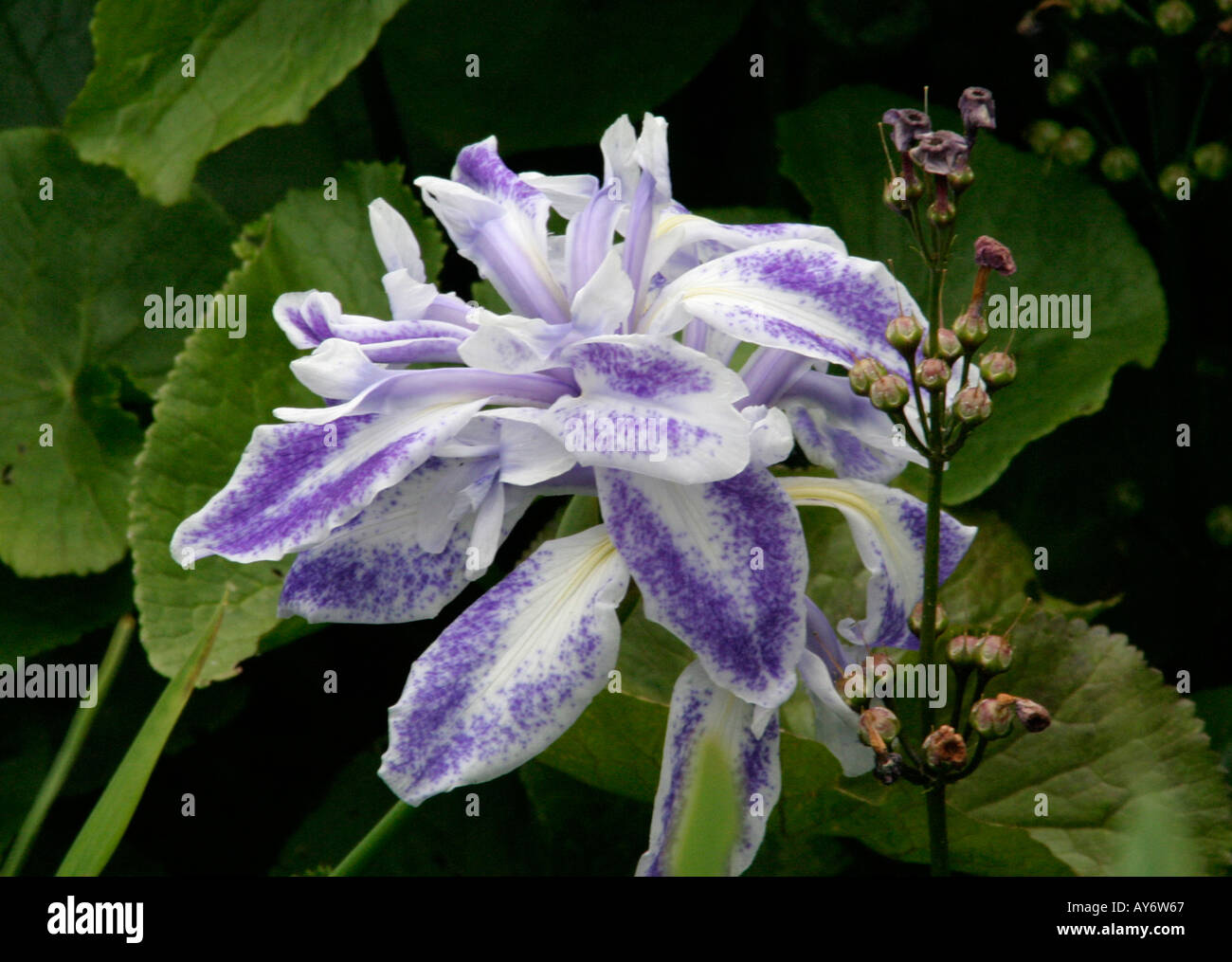 Double iris hi-res stock photography and images - Alamy