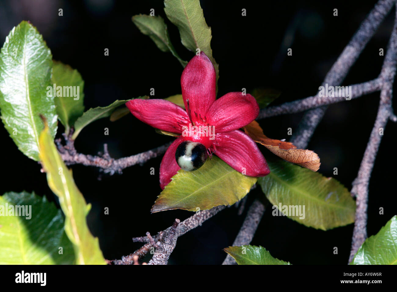 Carnival Bush / Mickey Mouse plant- Ochna serrulata syn.Ochna ...