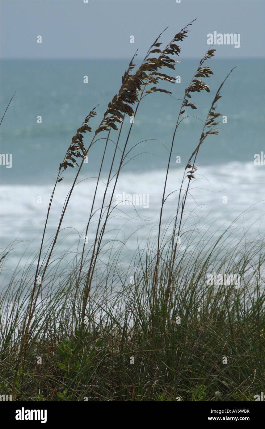 Sea oats, Uniola paniculata, growing at the top of a sand dune in North ...