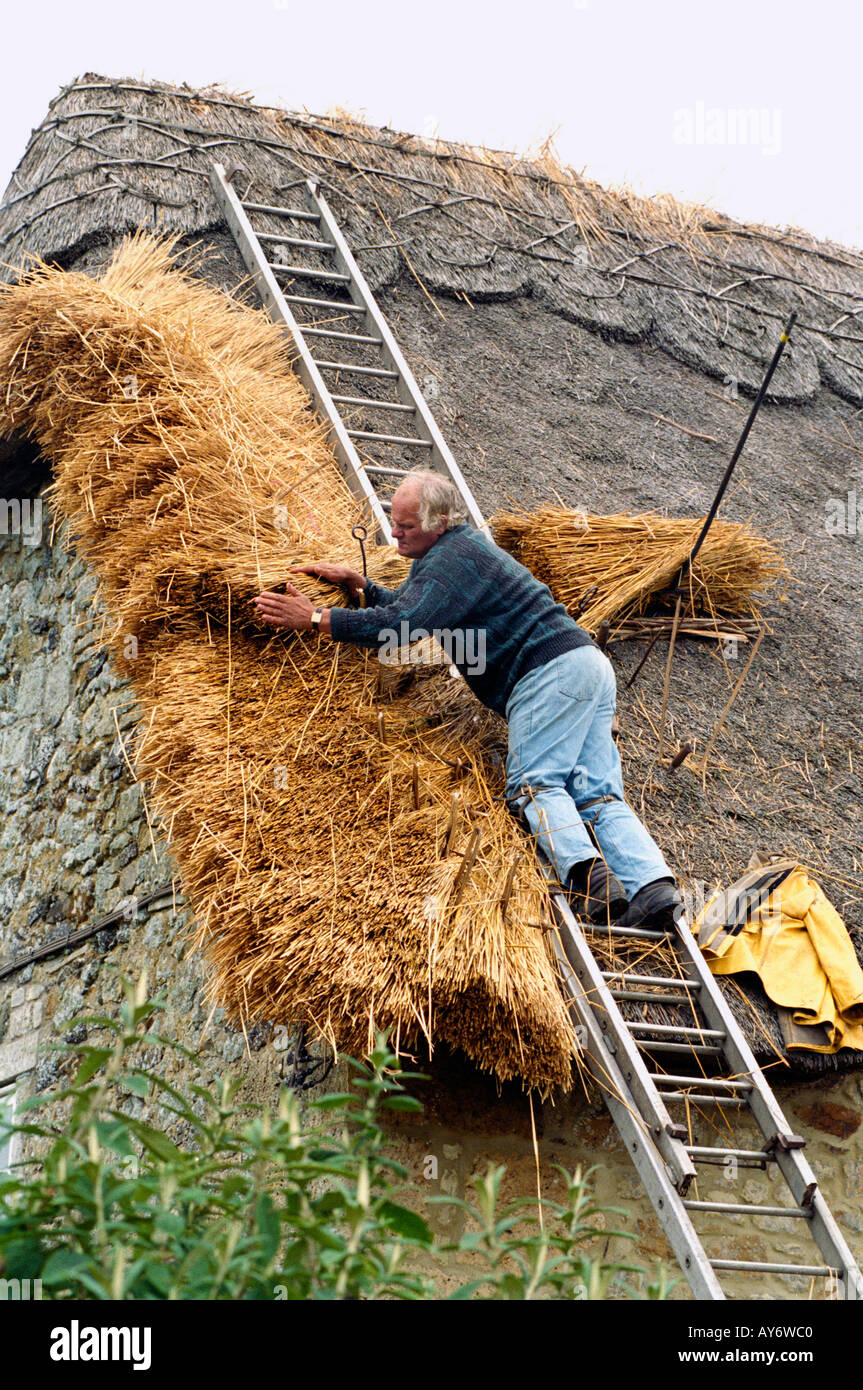 Thatcher at work rethatching roof in the West Country England Stock ...
