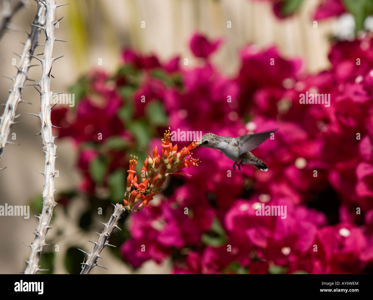 Desert hummingbird hi-res stock photography and images - Alamy