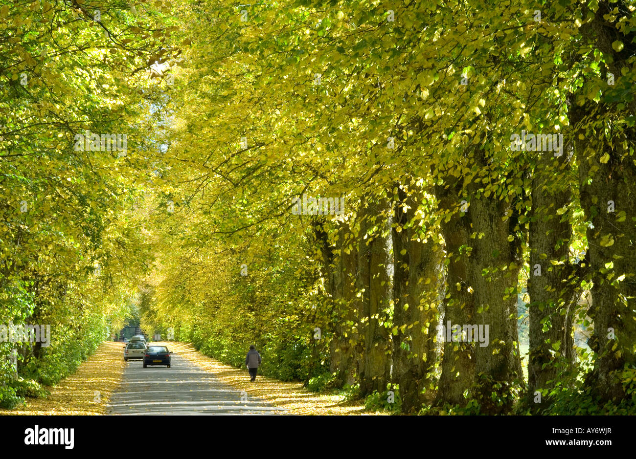 A road of Linden trees leads to the east front of Blair Castle (Atholl ...