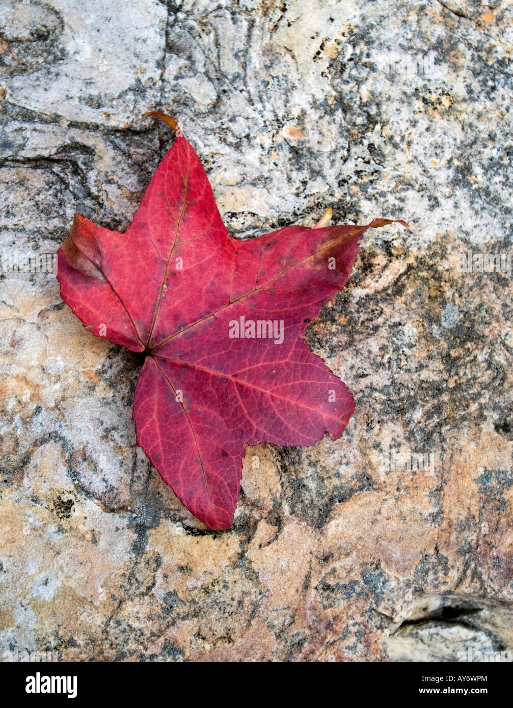 A brilliantly-red Oak leaf rests on a boulder during Autumn. Oklahoma ...