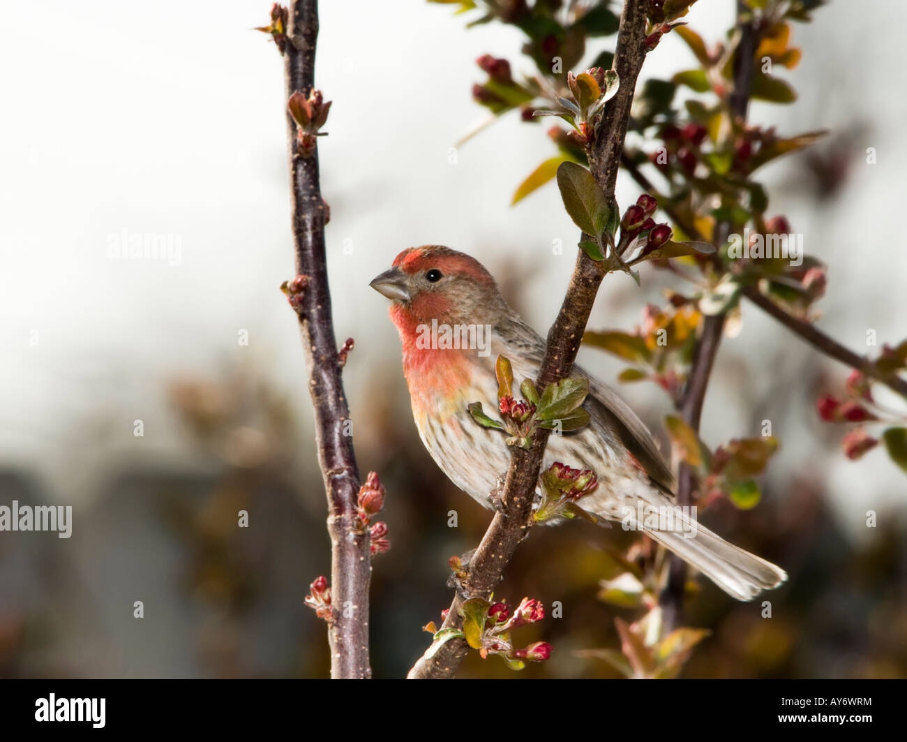 Male House Finch High Resolution Stock Photography and Images - Alamy