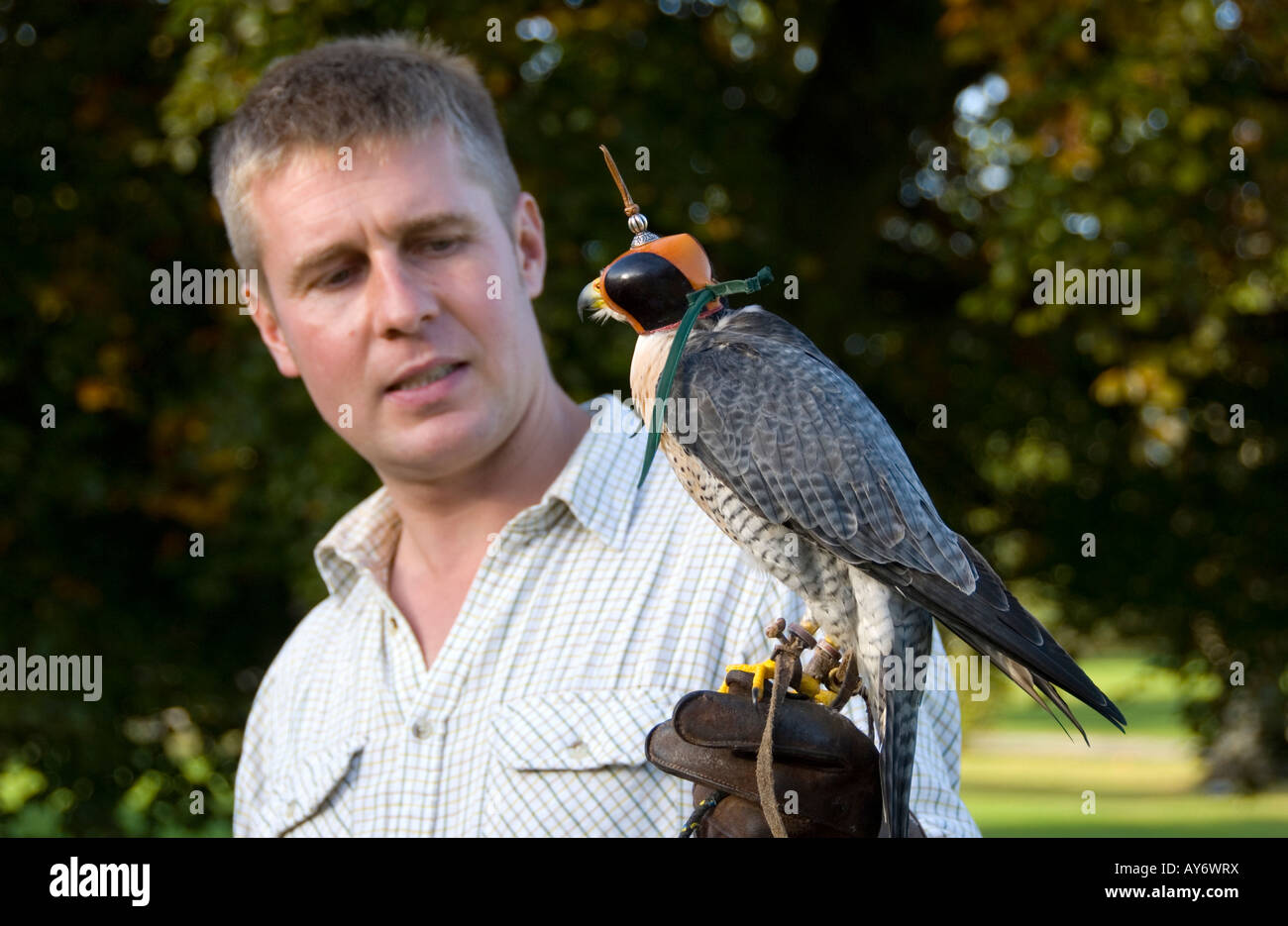 Falconer Graeme Neilson with Lanner falcon in birding display on the ...