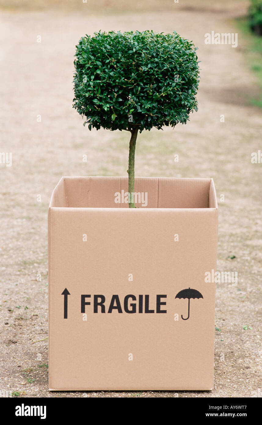 Box plant hedge hi-res stock photography and images - Alamy